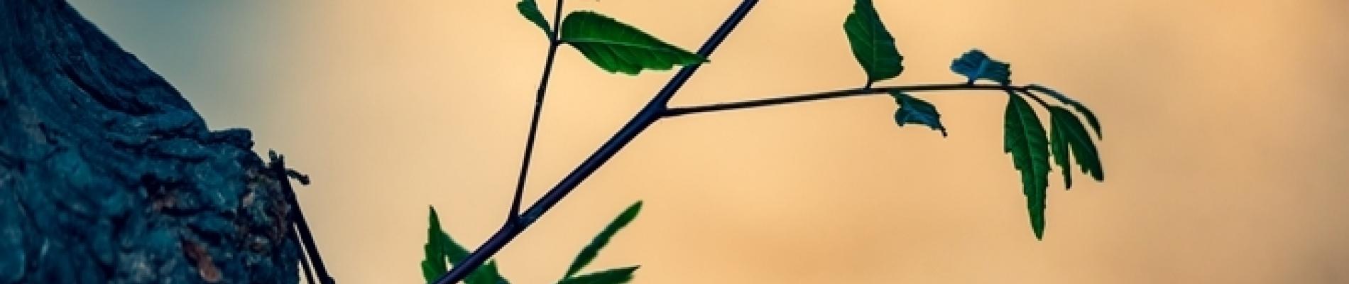 The Science and Perils of Climate Change | UIA The Science and Perils of Climate Change | UIA
